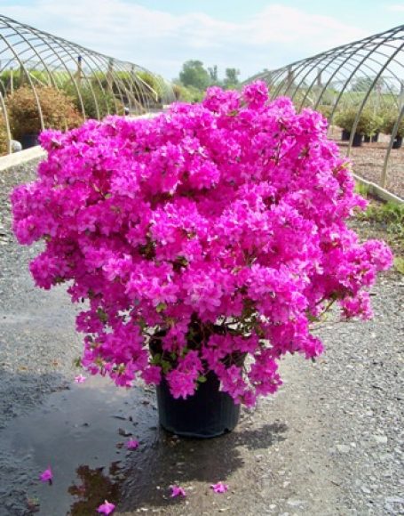 Azalea x ‘Girard's Michelle’ - Moon Nurseries