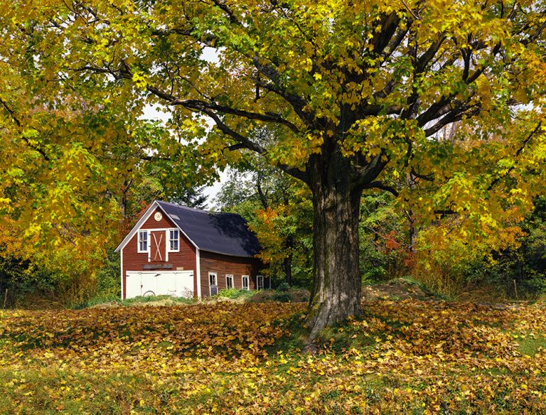 Acer saccharum 'Commemoration' - Sugar Maple - Moon Nurseries