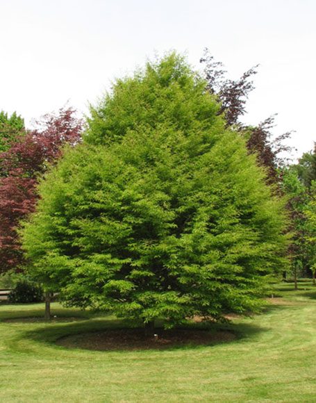 Fagus Sylvatica: Striking Specimen of a Lengthy and Noble Heritage ...