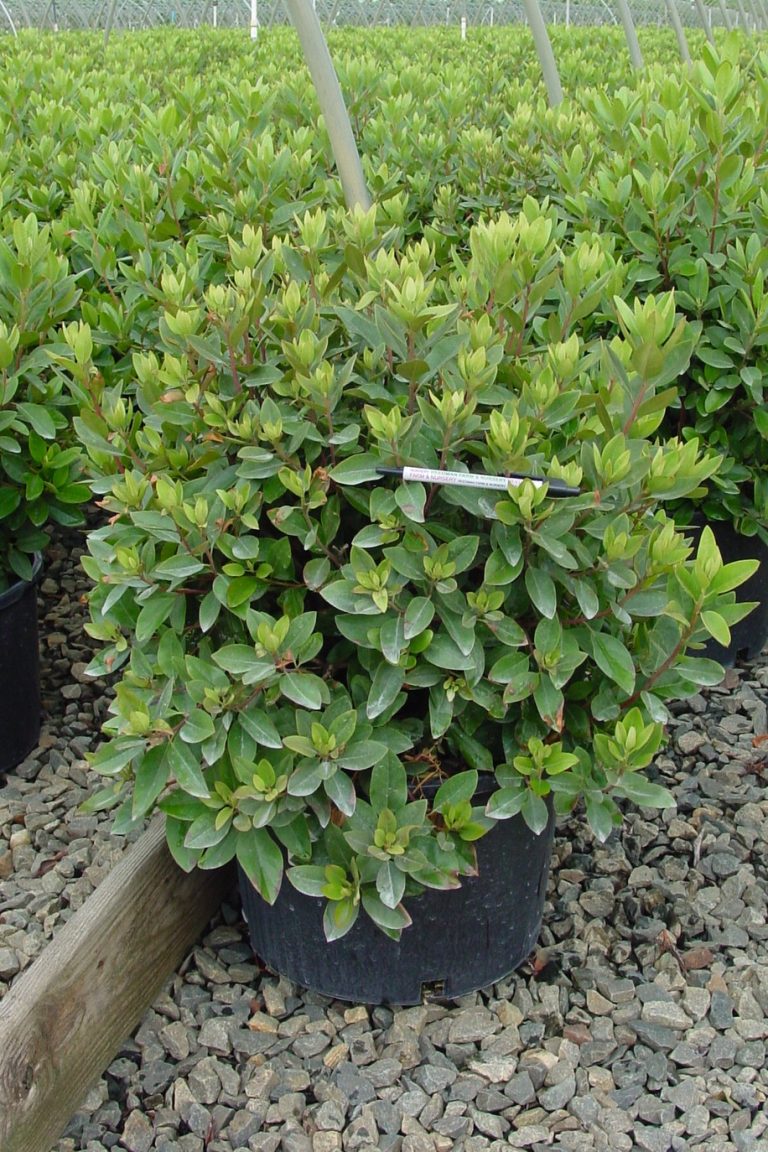 Rhododendron PJM - Moon Nurseries