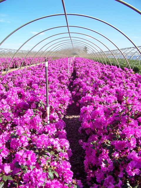 Rhododendron PJM - Moon Nurseries