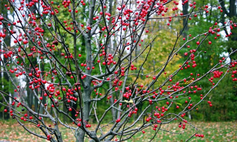 Winterberry is Coming... - Moon Nurseries