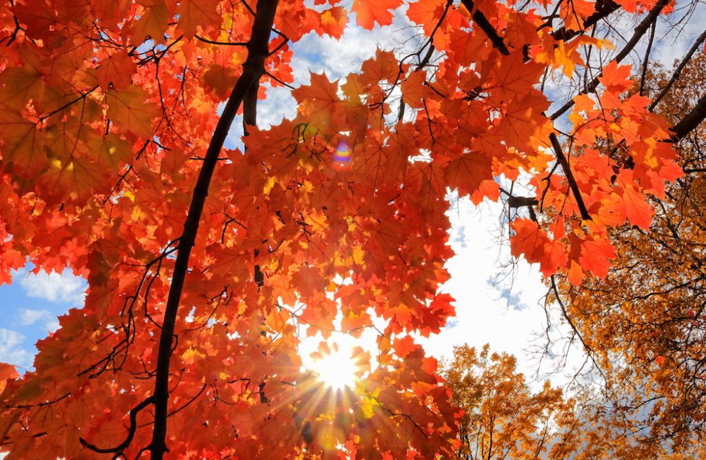 A Fiesta of Fall Color - Moon Nurseries