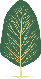 Acer rubrum ‘Bowhall’ - Moon Nurseries