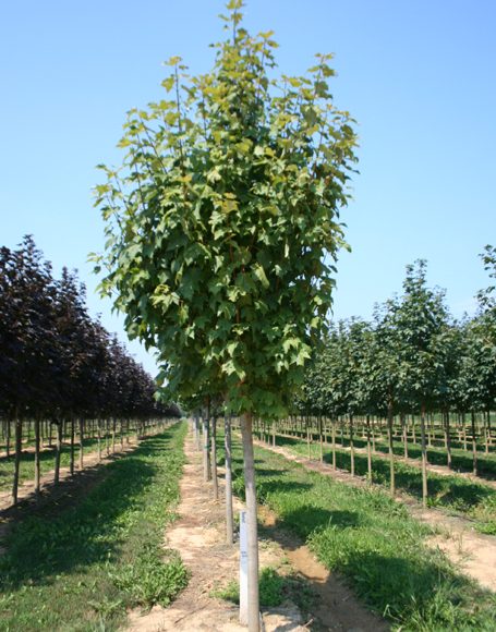 Acer rubrum ‘Bowhall’ - Moon Nurseries
