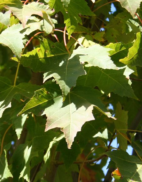 Acer rubrum ‘Bowhall’ - Moon Nurseries