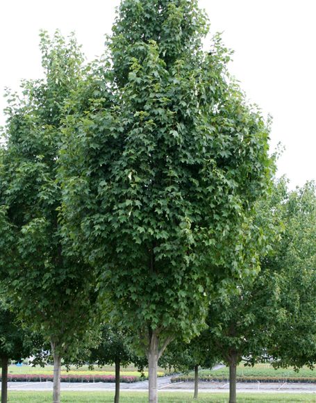 Acer rubrum ‘Bowhall’ - Moon Nurseries