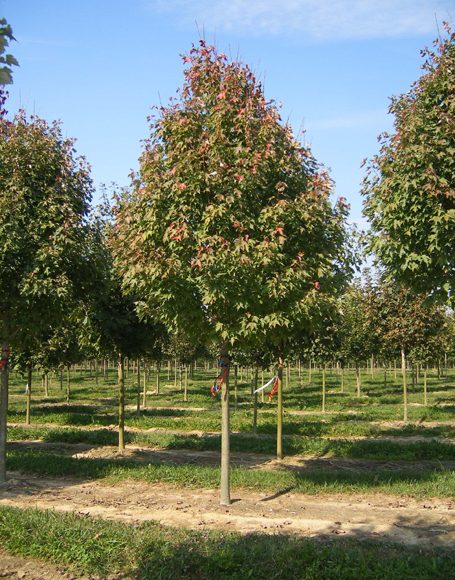 Acer rubrum ‘Karpick’ - Moon Nurseries