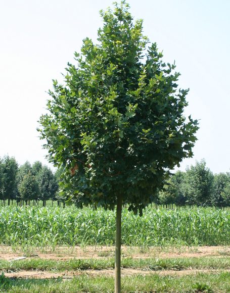 Acer saccharum ‘Commemoration’ - Moon Nurseries