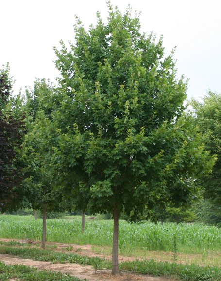Acer saccharum ‘Commemoration’ - Moon Nurseries