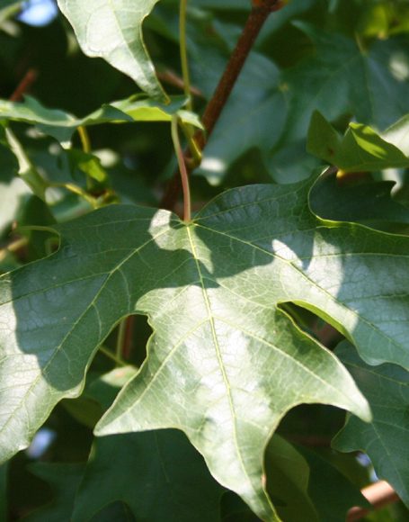 Acer saccharum ‘Fall Fiesta’ - Moon Nurseries