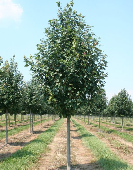Acer saccharum ‘Fall Fiesta’ - Moon Nurseries