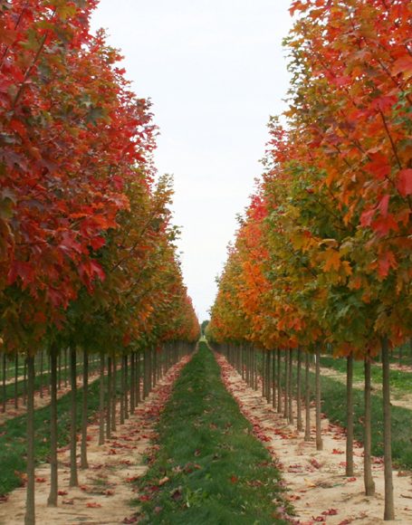 Acer saccharum ‘Fall Fiesta’ - Moon Nurseries