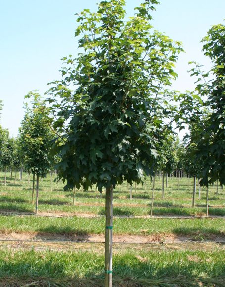 Acer saccharum ‘Legacy’ - Moon Nurseries