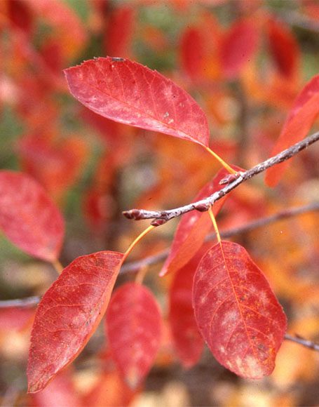 Amelanchier x grandiflora ‘Cole’ Multi-Stem - Moon Nurseries