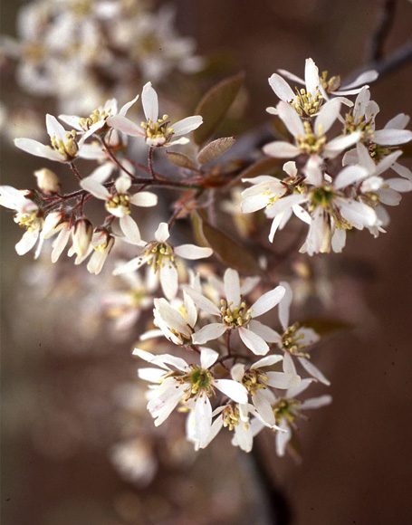 Amelanchier x grandiflora ‘Cole’ Multi-Stem - Moon Nurseries