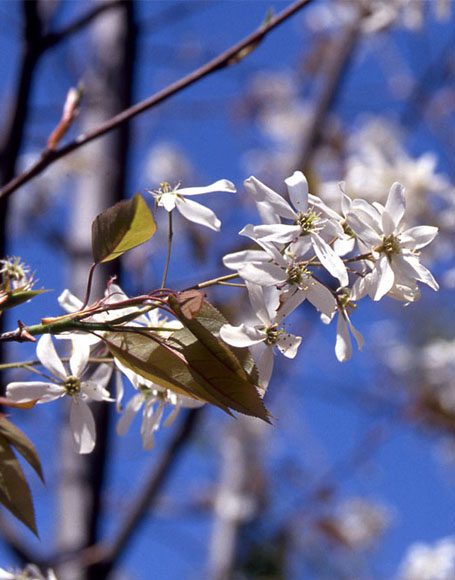 Amelanchier laevis ‘Cumulus’ - Moon Nurseries