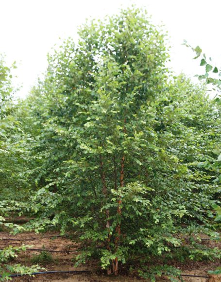 Betula nigra ‘Heritage’ - Moon Nurseries