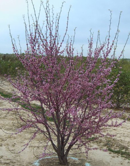 Cercis canadensis Multi-Stem - Moon Nurseries
