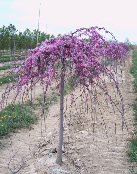 Cercis canadensis ‘Covey’ - Moon Nurseries