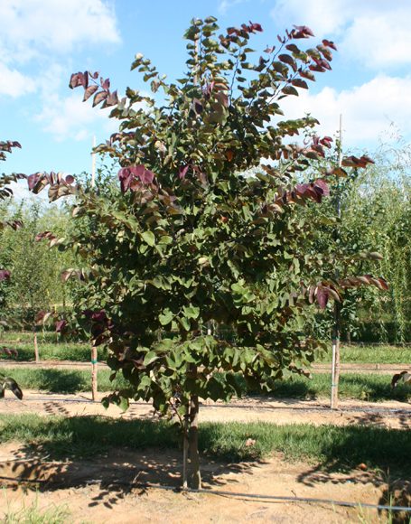 Cercis canadensis ‘Forest Pansy’ - Moon Nurseries