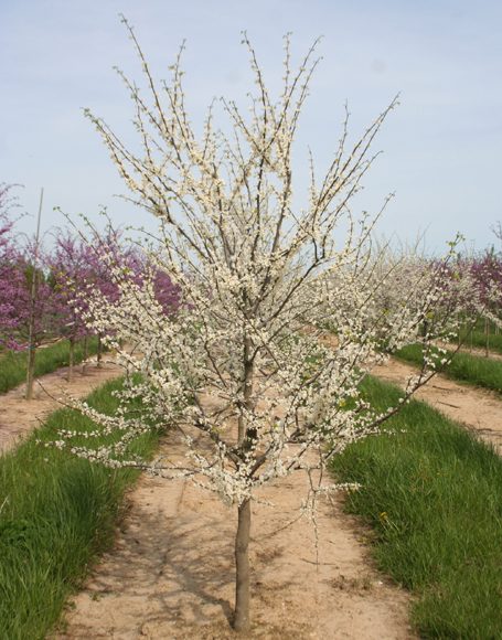 Cercis canadensis ‘Alba’ - Moon Nurseries