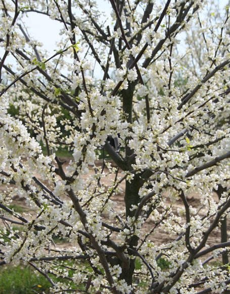 Cercis canadensis ‘Alba’ - Moon Nurseries