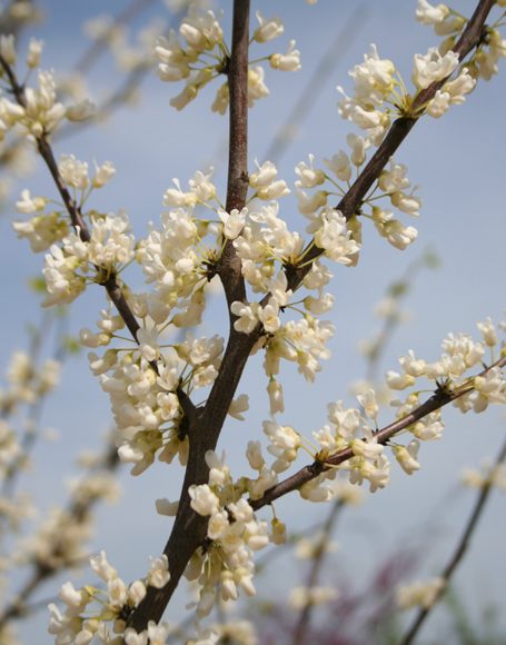 Cercis canadensis ‘Alba’ - Moon Nurseries