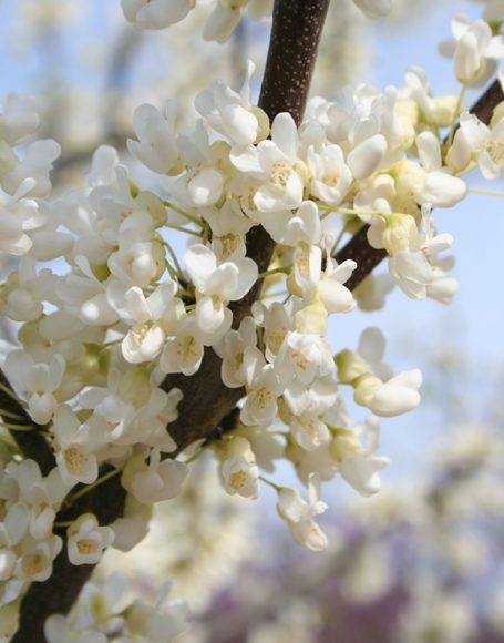 Cercis canadensis ‘Alba’ - Moon Nurseries