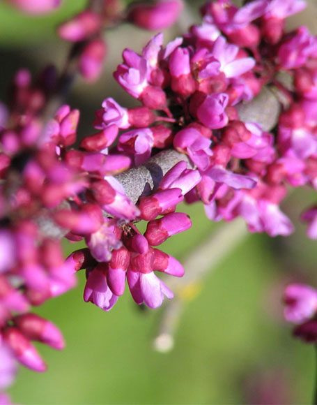 Cercis reniformis ‘Oklahoma’ - Moon Nurseries