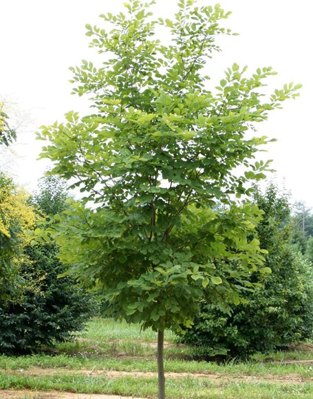 Cladrastis kentukea - Moon Nurseries