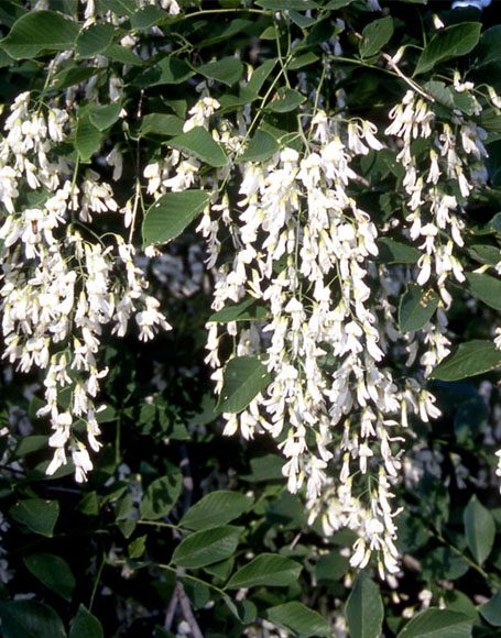 Cladrastis kentukea - Moon Nurseries