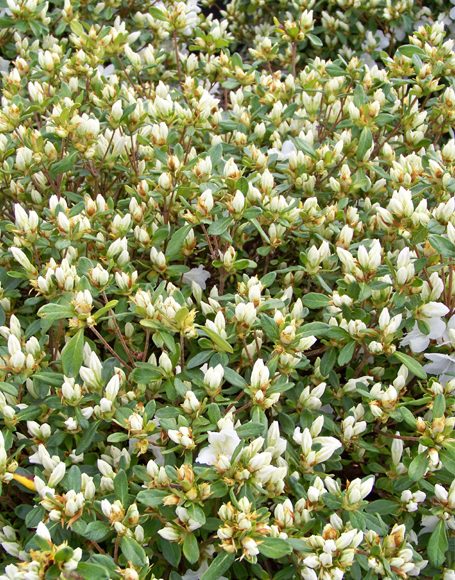 Azalea x ‘Delaware Valley White’ - Moon Nurseries