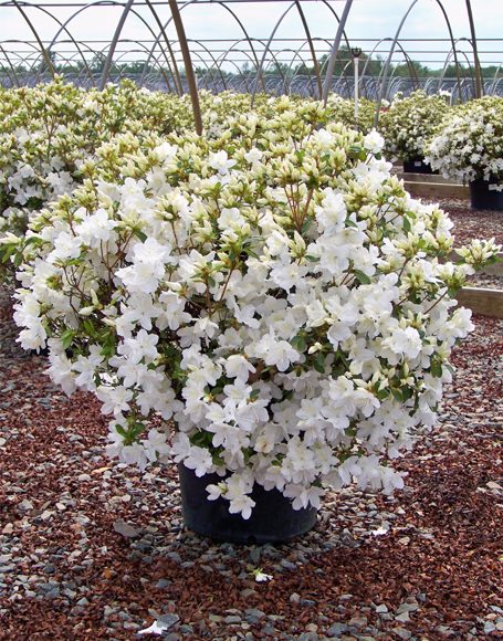 Azalea x ‘Delaware Valley White’ - Moon Nurseries
