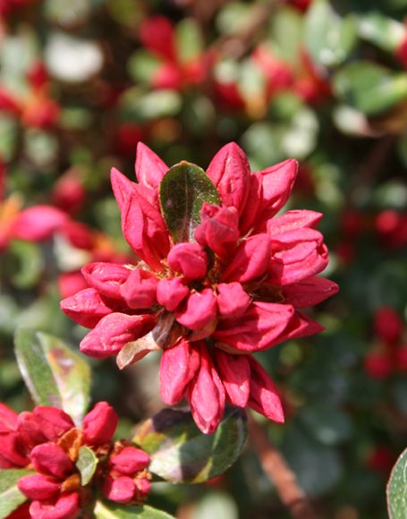 Azalea ‘Hino Crimson’ - Moon Nurseries