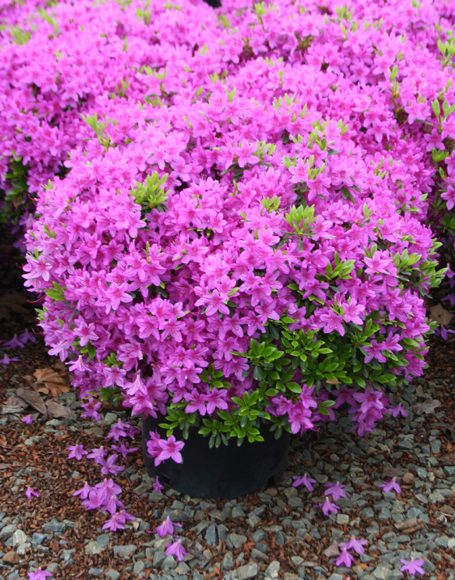 Azalea poukhanensis ‘Compacta’ - Moon Nurseries
