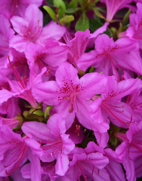 Azalea poukhanensis ‘Compacta’ - Moon Nurseries