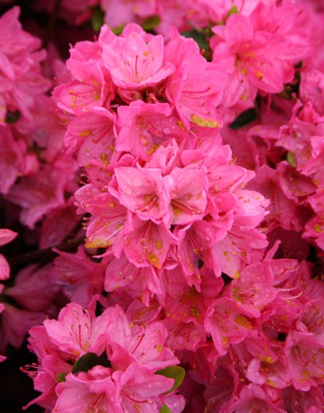 Azalea ‘Roehr's Tradition’ - Moon Nurseries