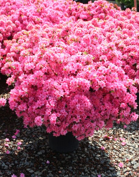 Azalea ‘Roehr's Tradition’ - Moon Nurseries