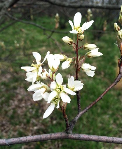 Amelanchier x grandiflora ‘Autumn Brilliance’ Multi-Stem - Moon Nurseries