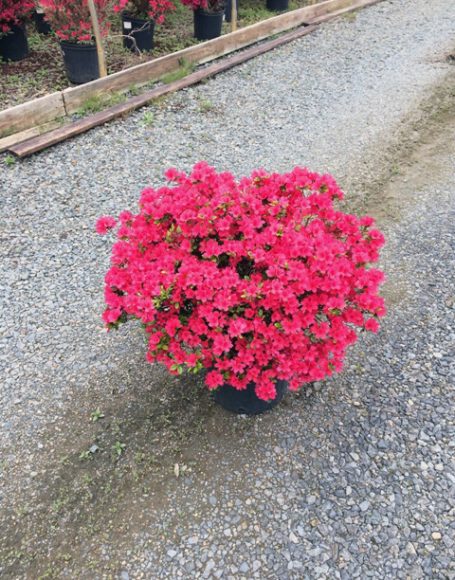 Azalea x ‘Silver Sword’ - Moon Nurseries