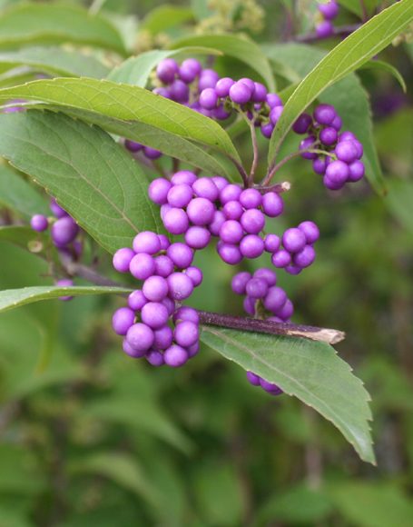 Callicarpa dichotoma ‘Issai’ - Moon Nurseries