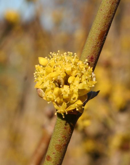 Cornus mas ‘Golden Glory’ Multi-Stem - Moon Nurseries