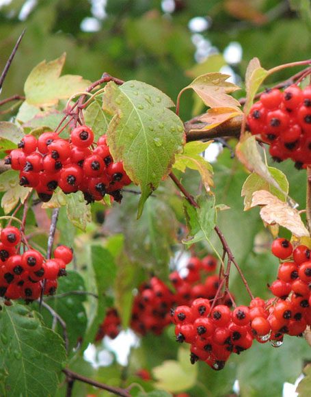 Crataegus phaenopyrum Multi-Stem - Moon Nurseries