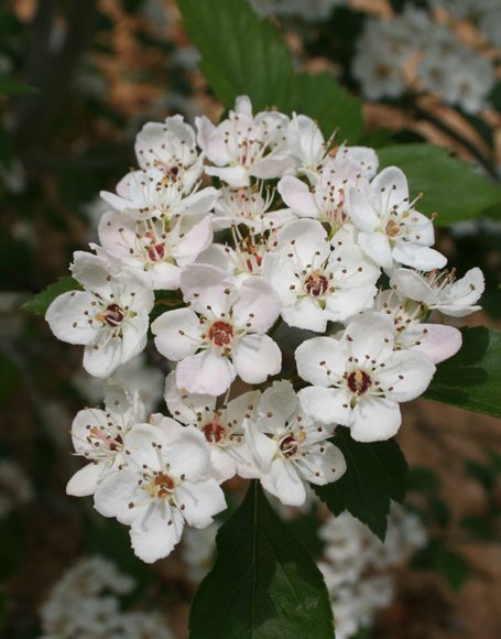 Crataegus viridis ‘Winter King’ Multi-Stem - Moon Nurseries