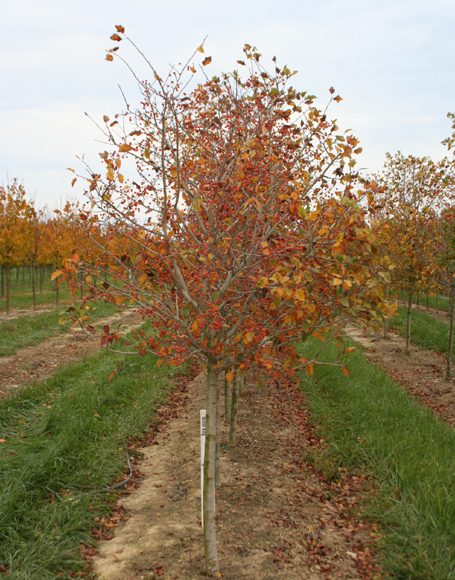 Crataegus viridis ‘Winter King’ - Moon Nurseries