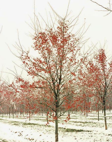 Crataegus viridis ‘Winter King’ - Moon Nurseries