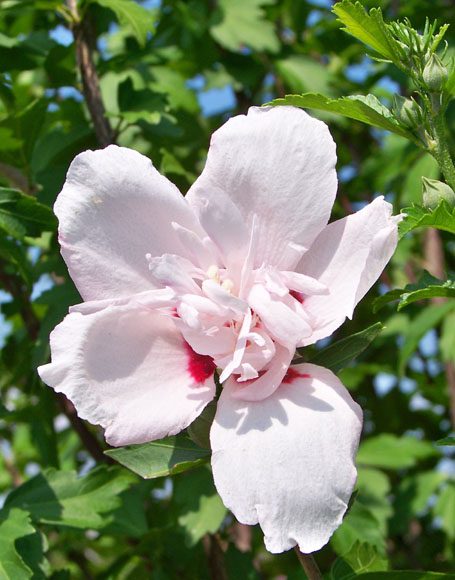 Hibiscus ‘Blushing Bride’ - Moon Nurseries