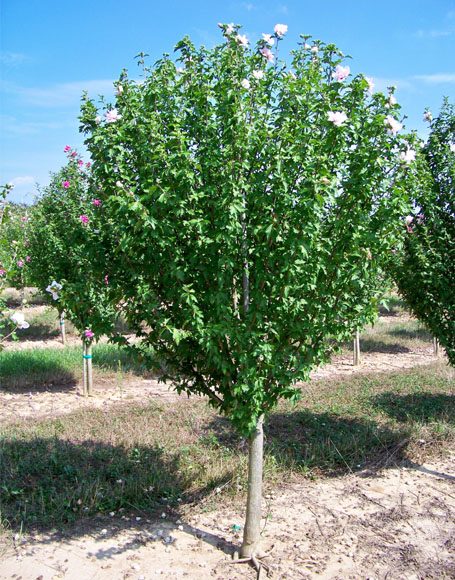 Hibiscus ‘Blushing Bride’ - Moon Nurseries