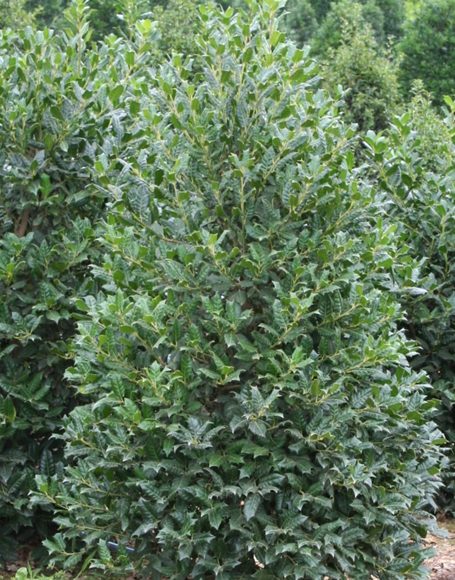 Ilex x ‘Nellie R. Stevens’ - Moon Nurseries